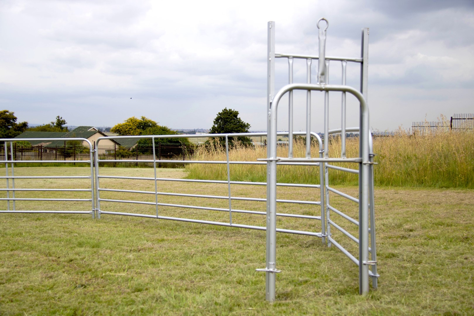 Goats – Galilee Gates